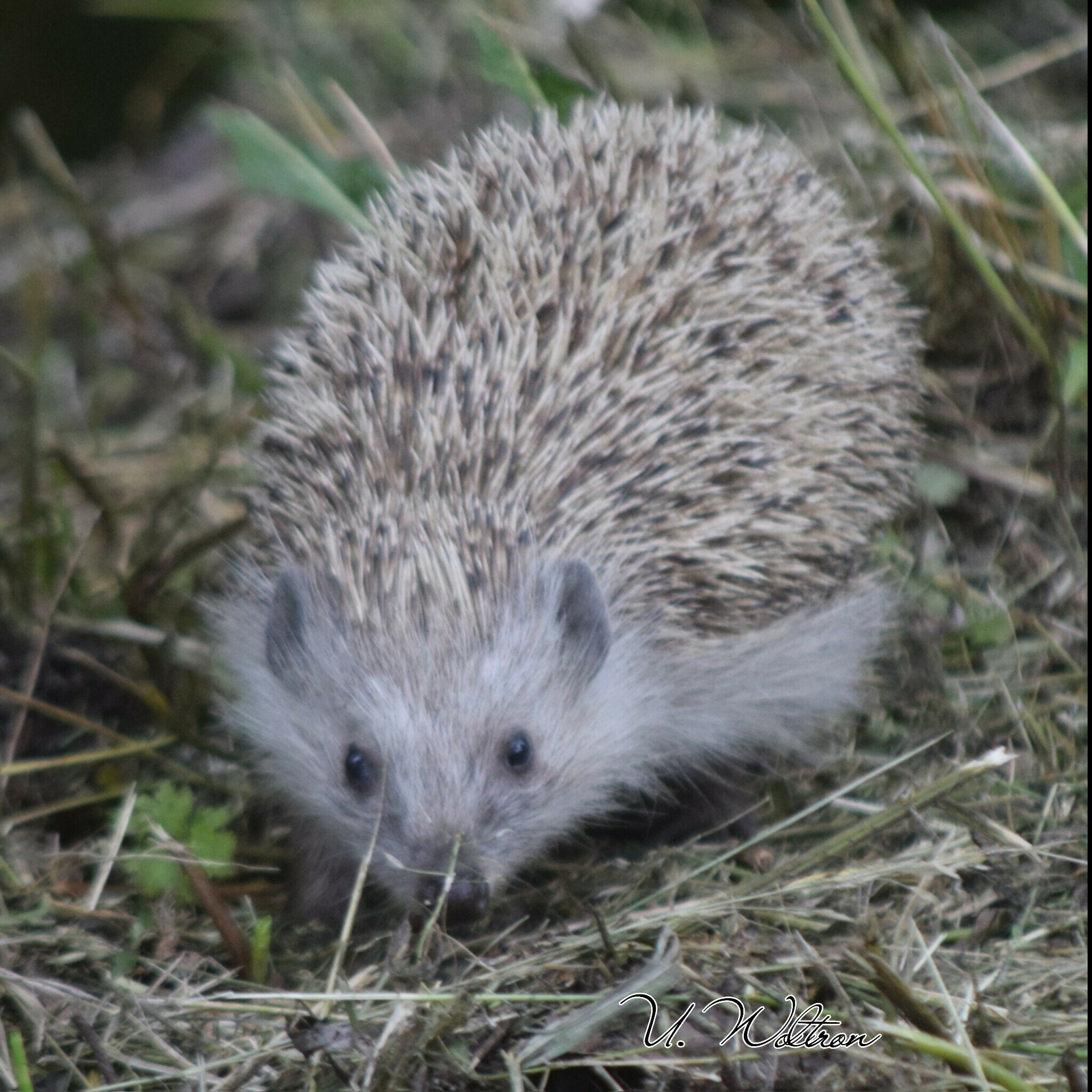 Wildtiere in der Stadt: Wildtiere in der Stadt - Wiener Neustadt