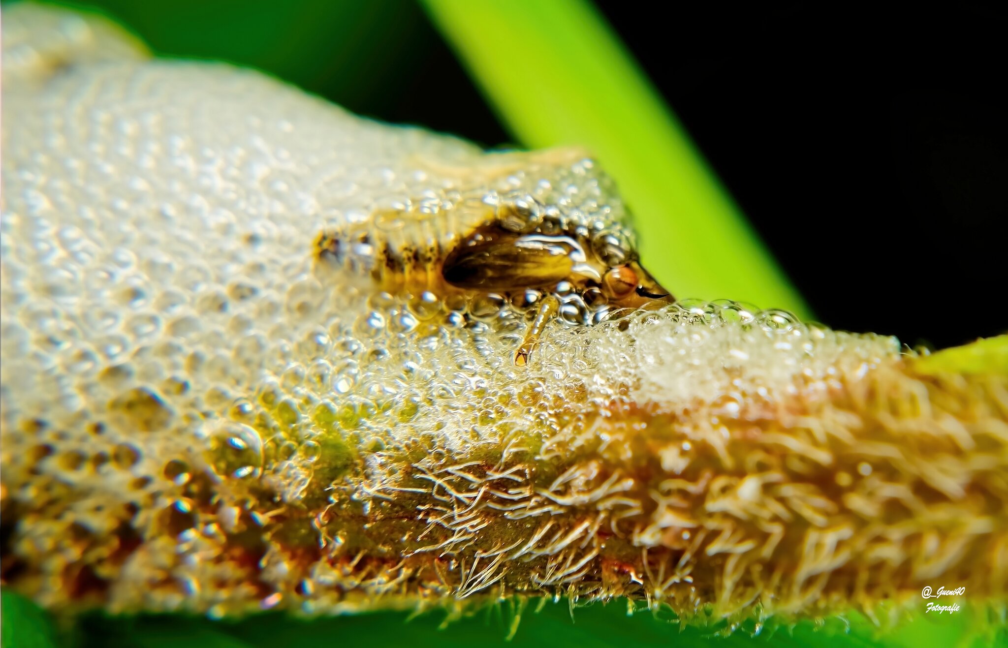 durch unsere schöne Natur.........: Der Schaum entsteht durch die ...