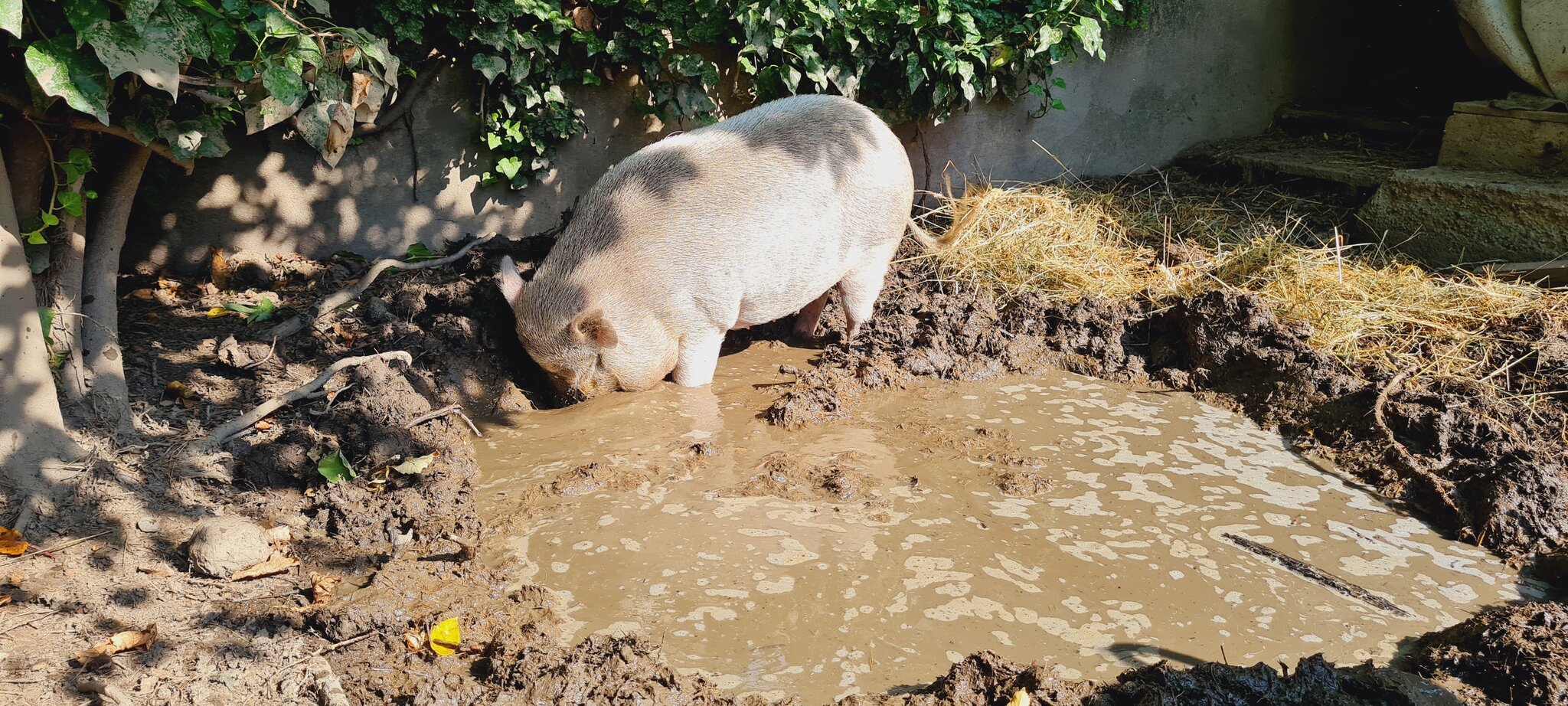 Dreckiges Schwein? Nein!: Schwein gehabt am Lebenshof Gut Rannerjosl - Leibnitz