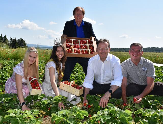 Marktgemeinde Wiesen: Wiesener Erdbeer-Haupternte hat nun Hochsaison ...