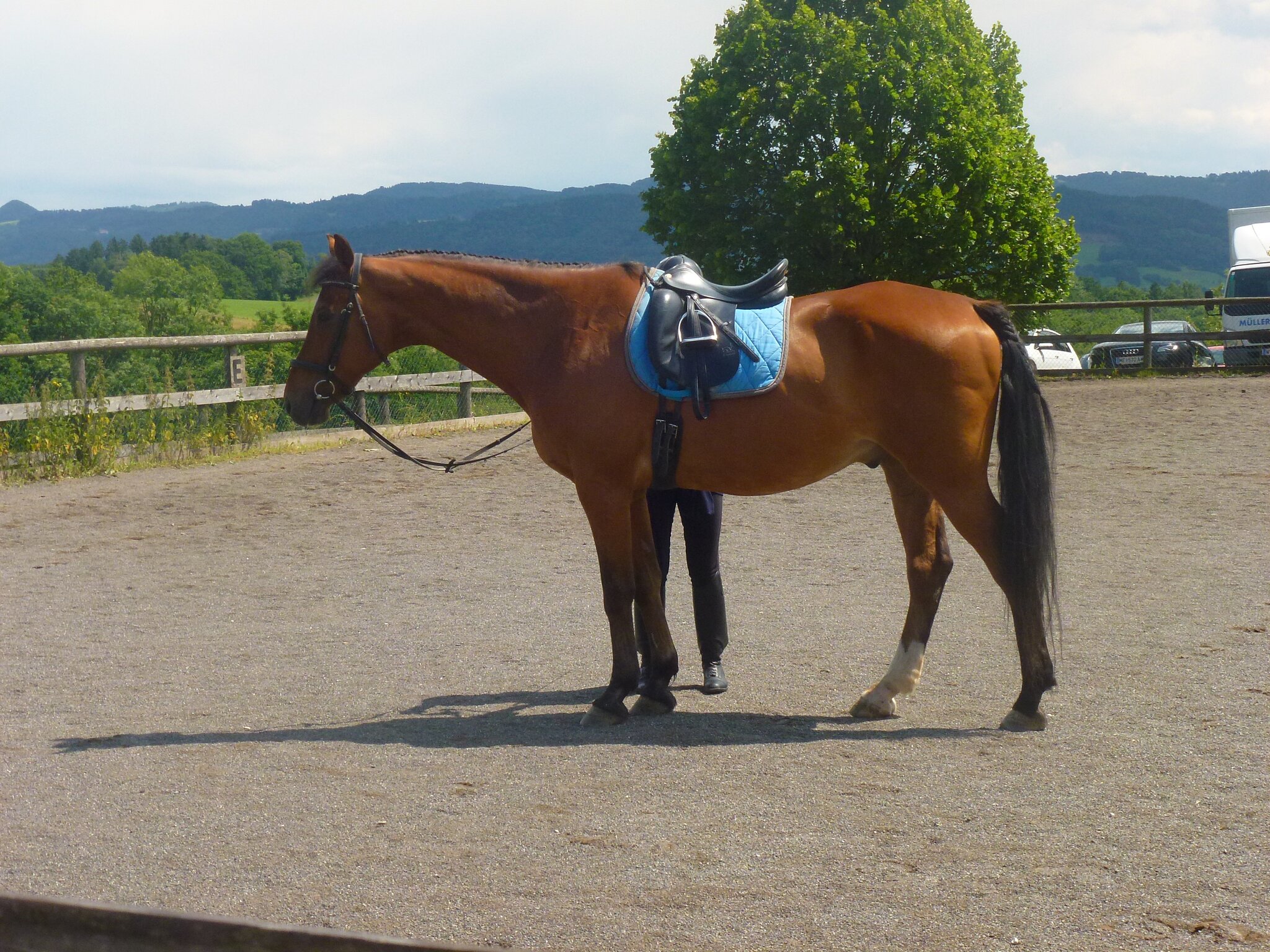 Wallach: Jacob - Scheibbs