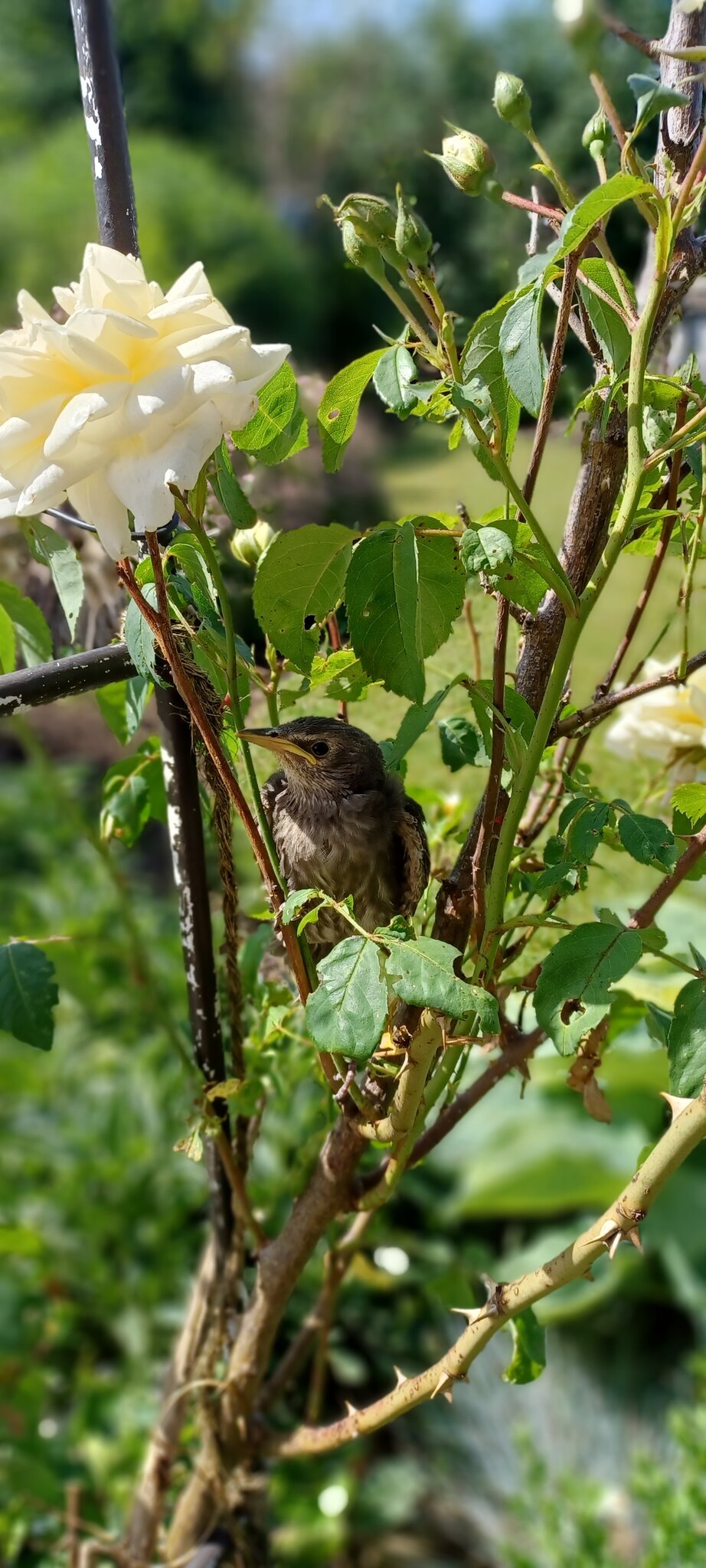 Vogel sucht Schatten: Vogel sucht unter Rose Schatten - Flachgau