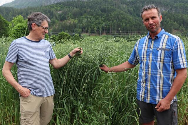Regionaler geht es nicht: Bio Getreide von Osttiroler Feldern - Osttirol