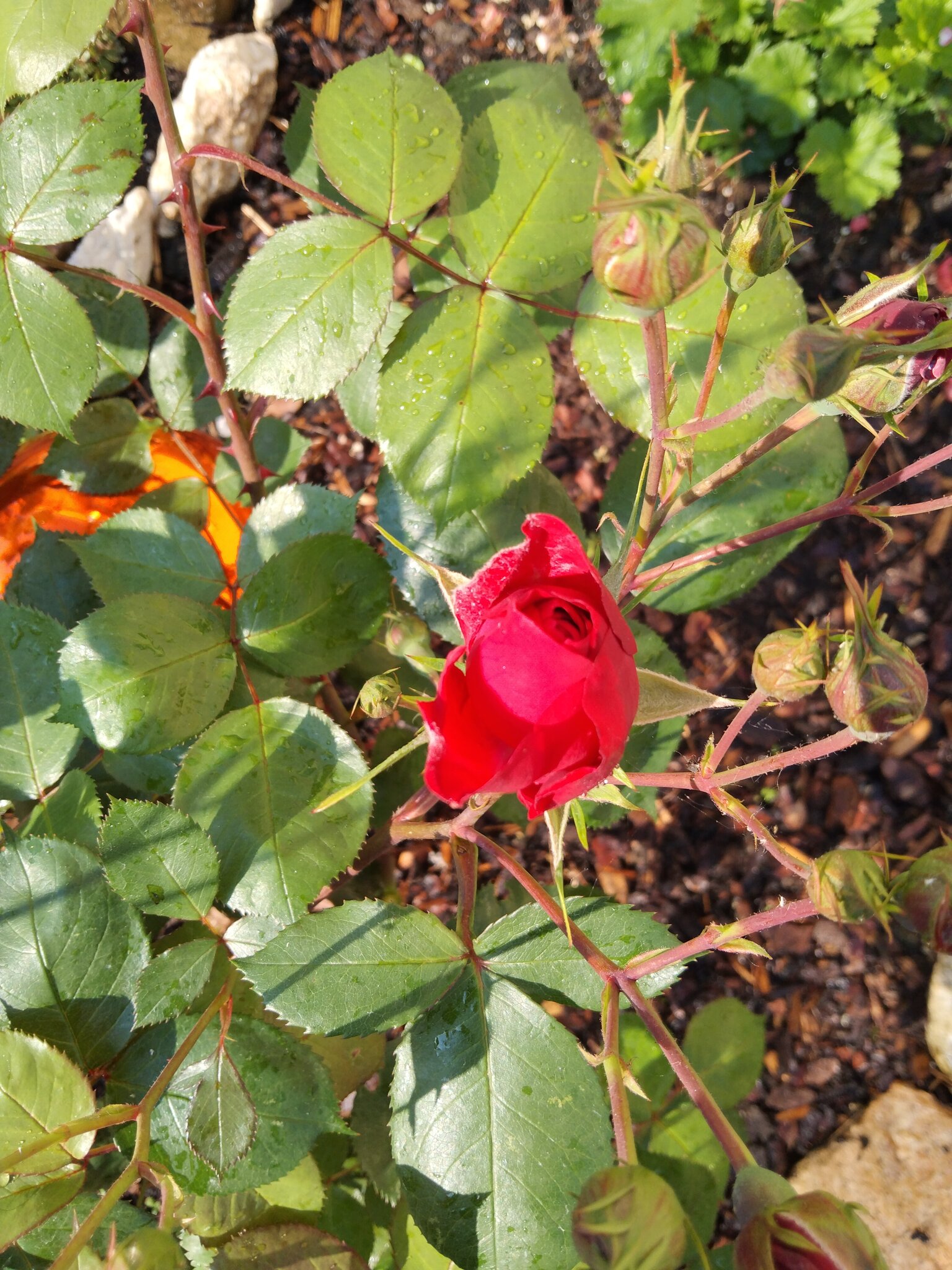 Gedicht von Marianne: Das Röslein! - Hartberg-Fürstenfeld