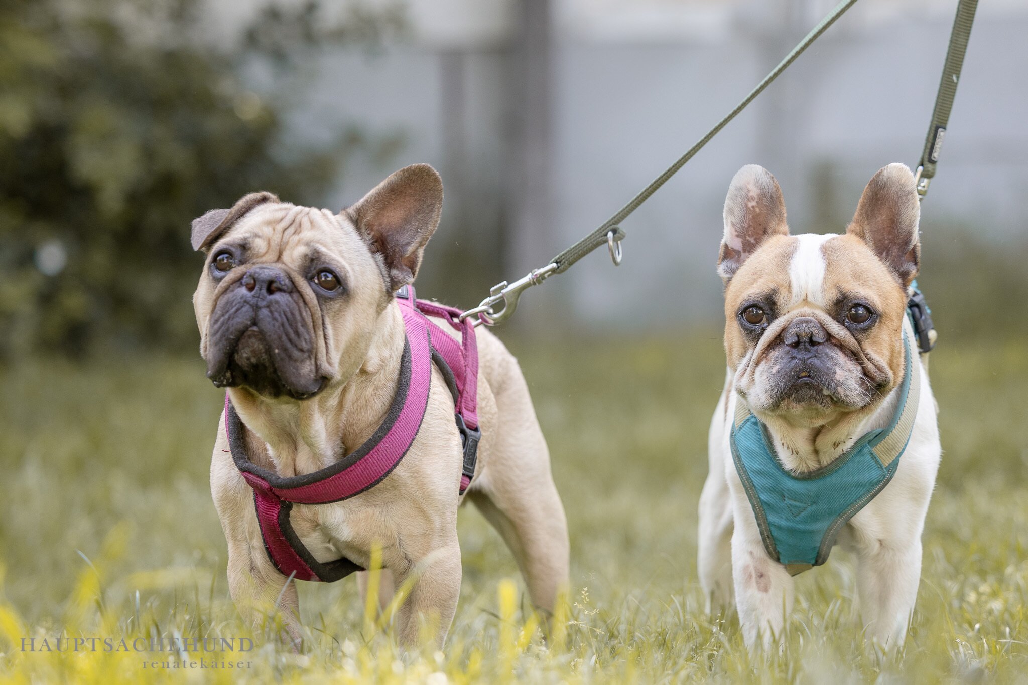 Tierheim Vösendorf: Wir suchen ein Zuhause - Mödling