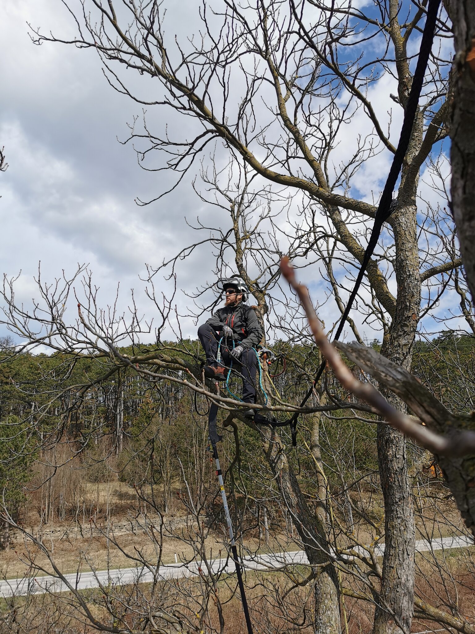Ternitz: Bäume kappen bedeutet höheren Pflegeaufwand kaufen - Neunkirchen