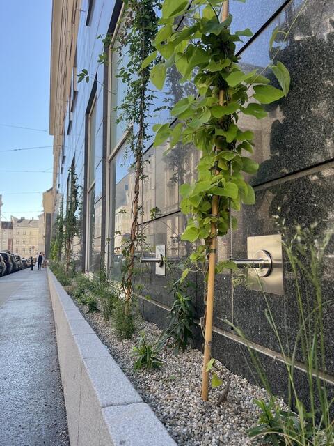 Fassadengrün im 7. Bezirk: An der Stiftskaserne ranken jetzt Pflanzen ...