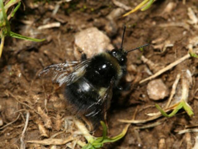 Natur in Tirol: Hummel-Spotting: Trug- und Heidehummeln gesucht! - Tirol