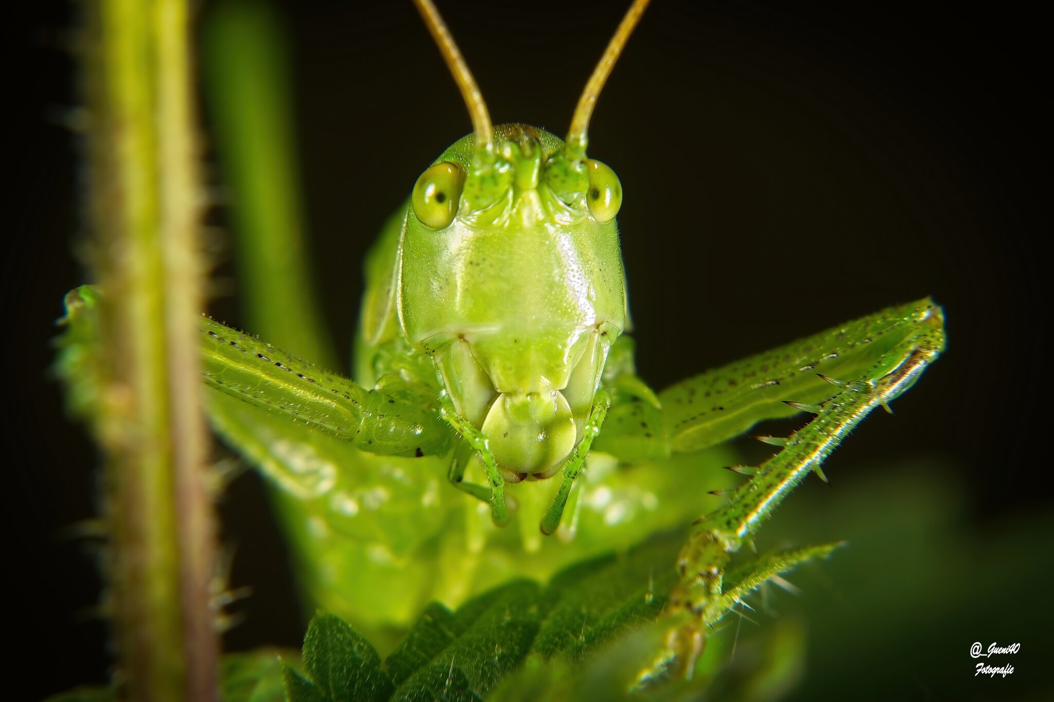 durch unsere schöne Natur.........: Mensch Güni,kannst du schnell ein ...
