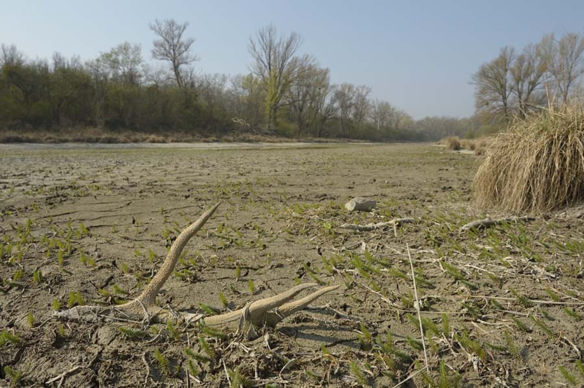 Transdanubien: Die Trockenheit als Todesgefahr für Lobau und Alte Donau ...