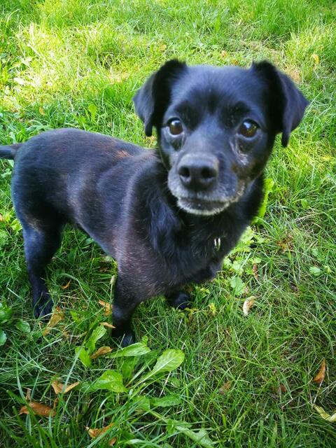 Coco aus dem Tierheim hat ein Zuhause: "Wir geben ihr ein schönes Leben ...