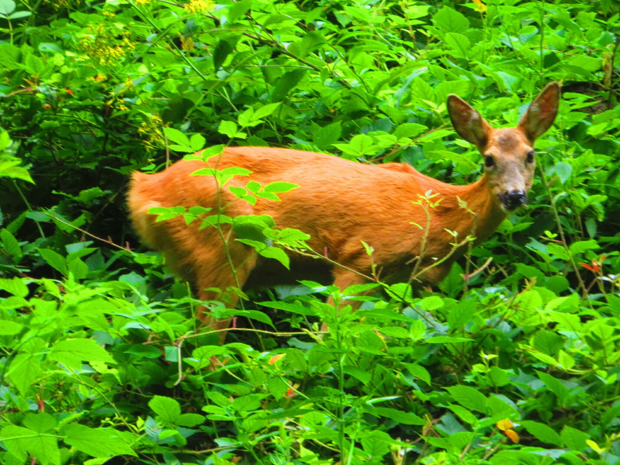 Reh in Warmbad: (K)ein scheues Reh - Villach