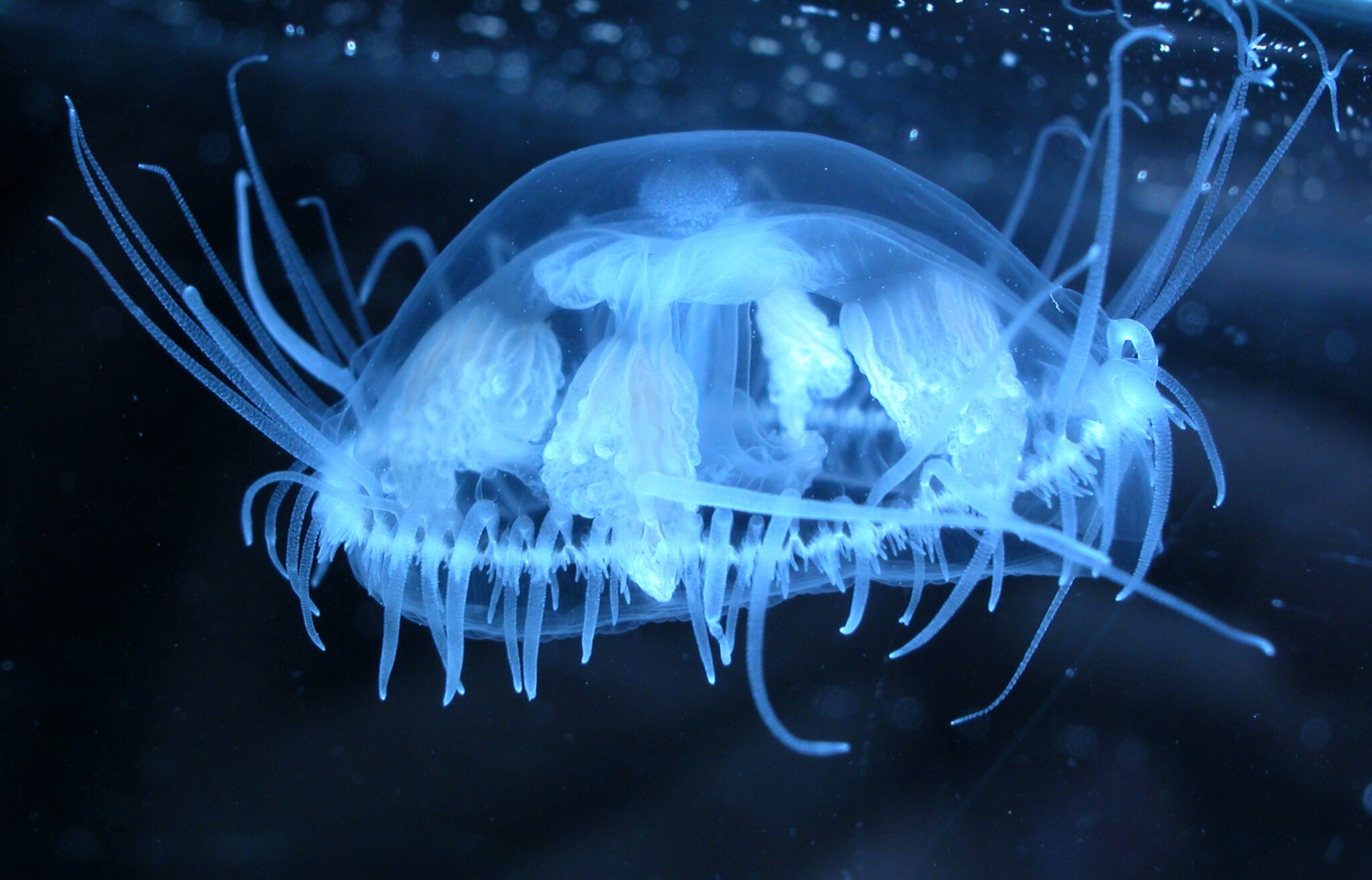 "Naturschauspiel" in Wien: Zahlreiche Quallen im Kuchelauer Hafen - Döbling