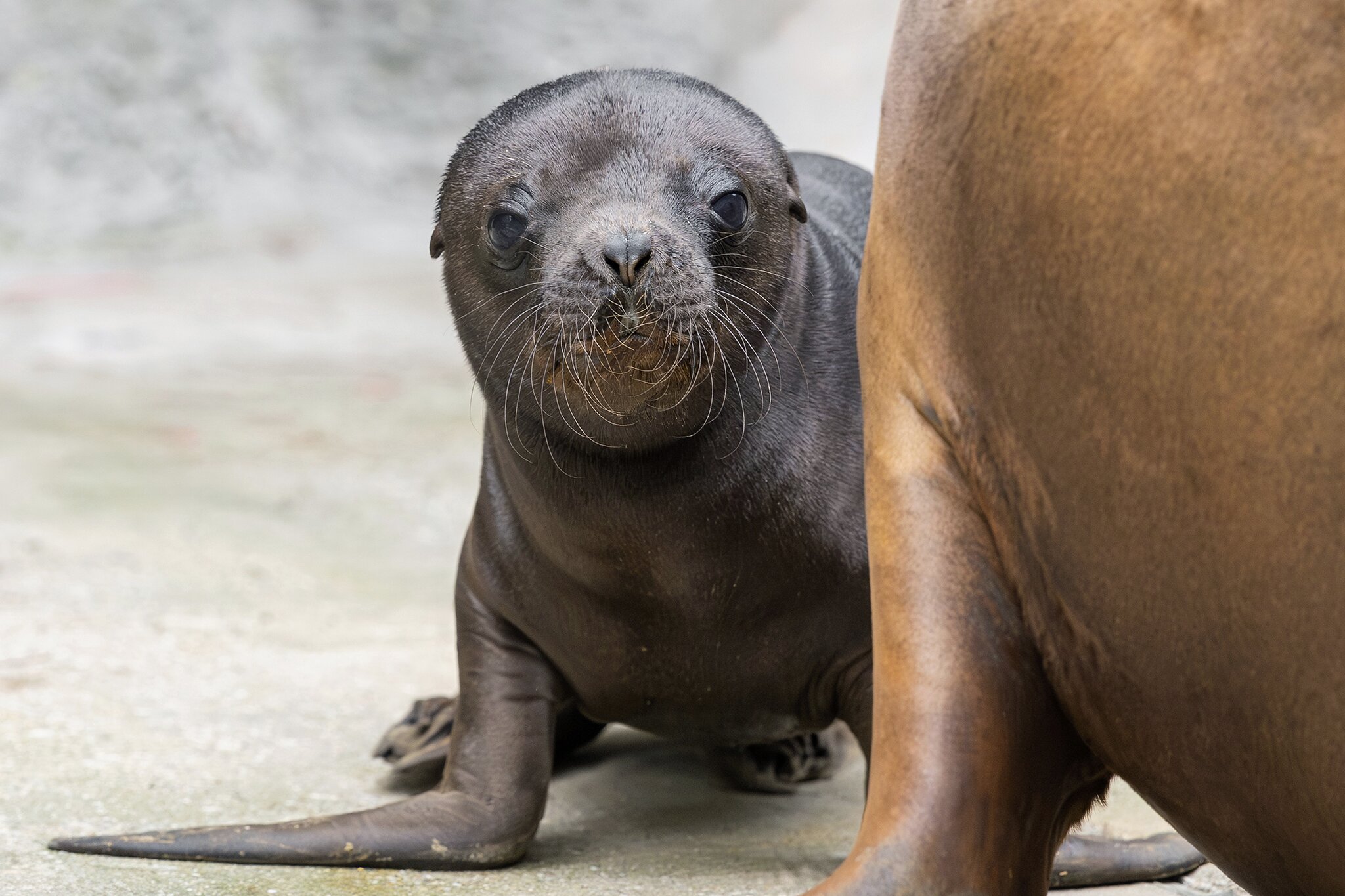 Eine Woche alt: Robben-Nachwuchs im Tiergarten Schönbrunn zu sehen ...