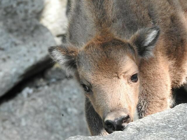 Alpenzoo: Freude über Nachwuchs - Innsbruck