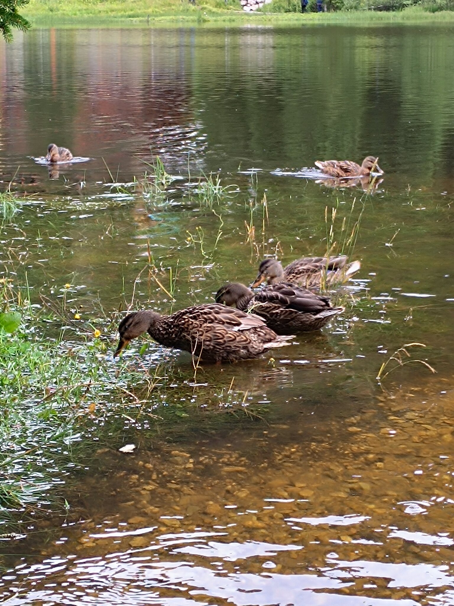 Enten: Enten in Zauchensee - Pongau