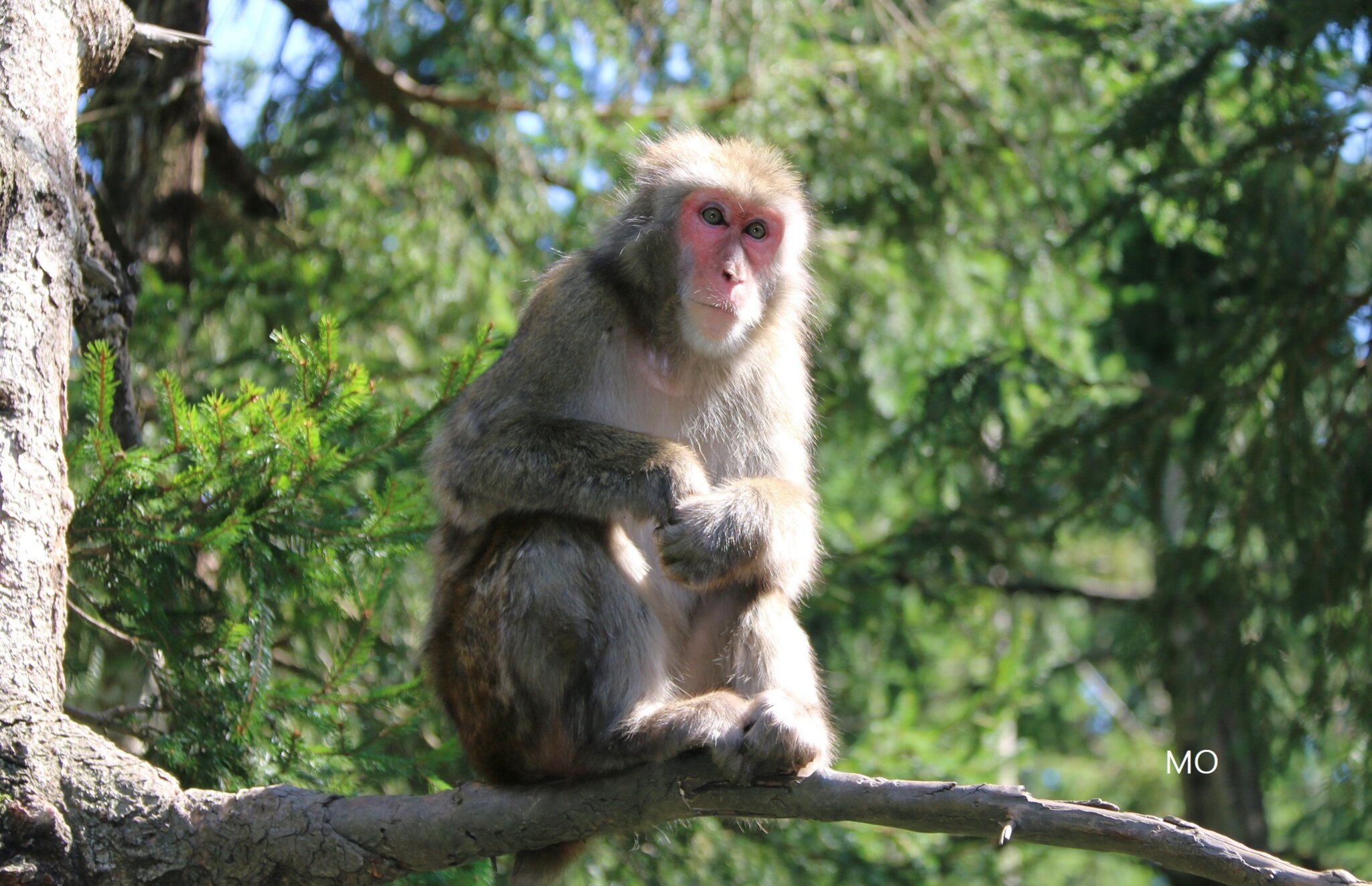 ABENTEUER AFFENBERG: Affenberg - Burg Landskron - Kärnten - Graz
