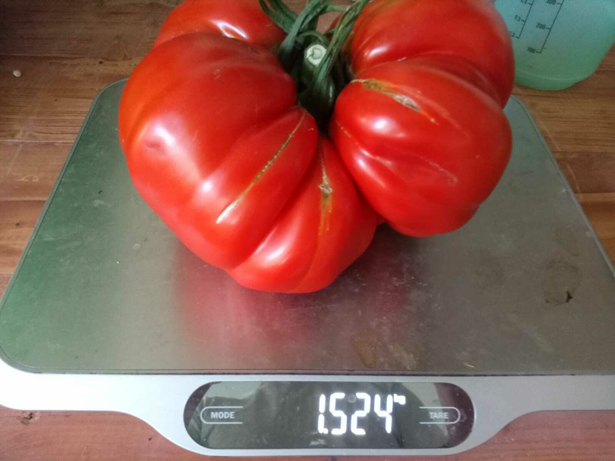 Erntezeit: Das sind die Riesentomaten im Bezirk Amstetten - Amstetten