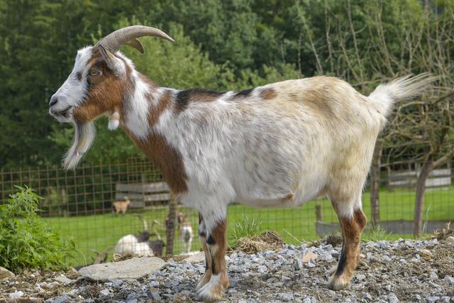 Fest: Viele Besucher kamen zum Hoffest in den Gnadenhof nach Esternberg ...