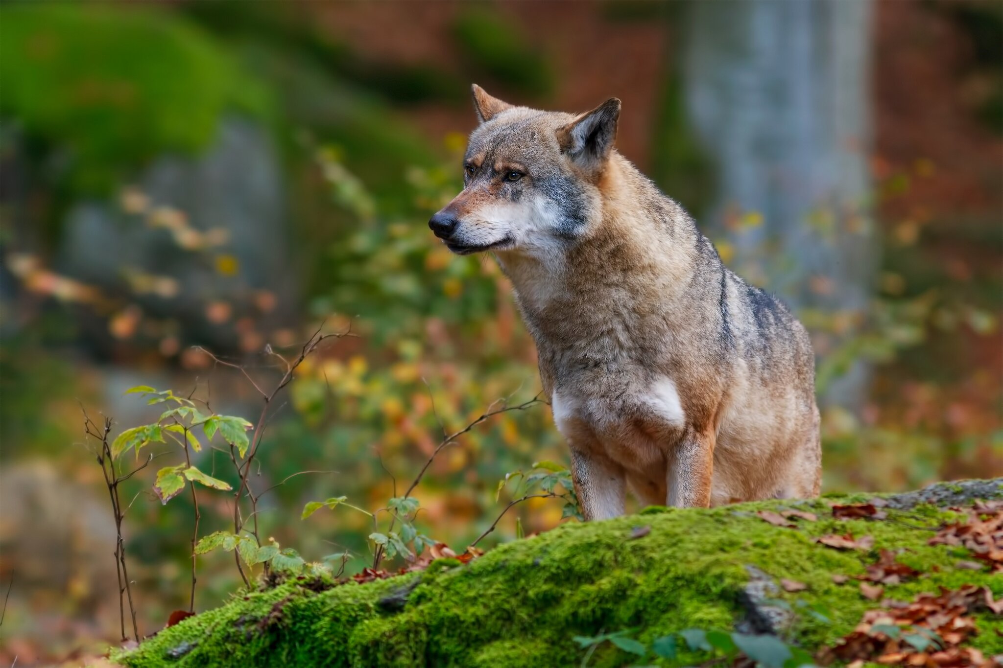 Wolf in Europa: EU startet Datensammlung zu Wolfssichtungen ...