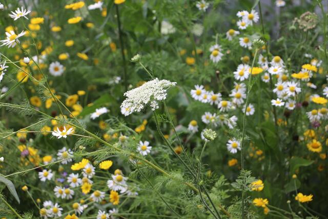 Barbara Pechmann erklärt Wildkräuter: Kräuterwanderung in Dobl-Zwaring ...