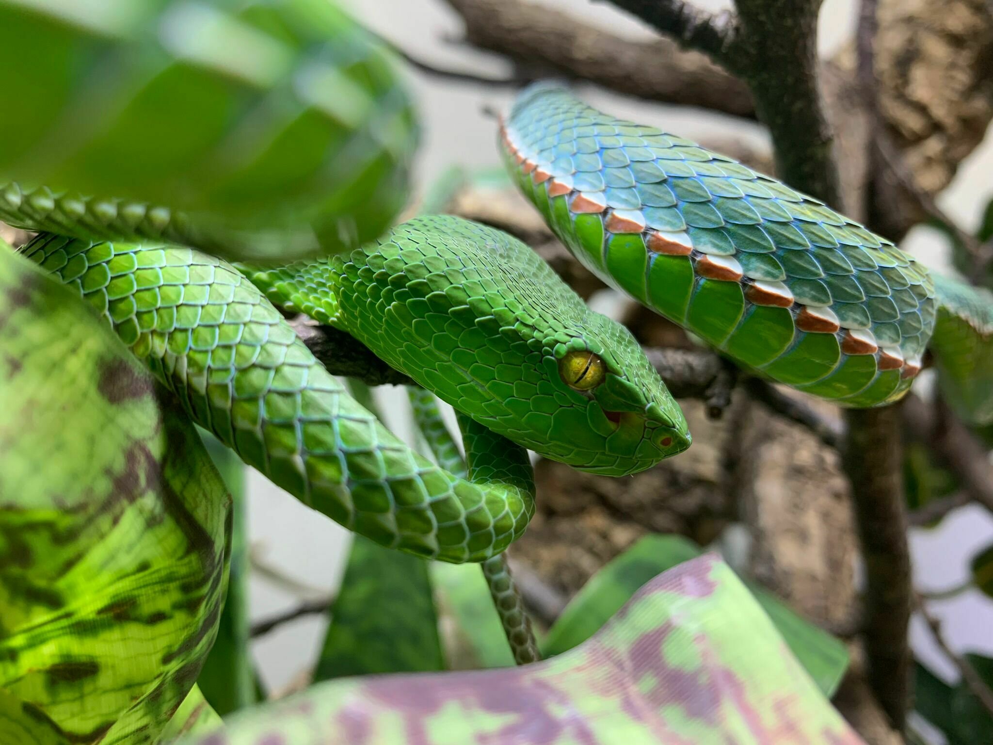 Exotische Tiere im Haushalt - Horn
