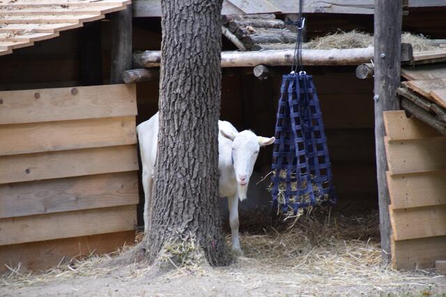 Tierisch entspannt: Assisi-Hof Stockerau feierlich eröffnet - Korneuburg
