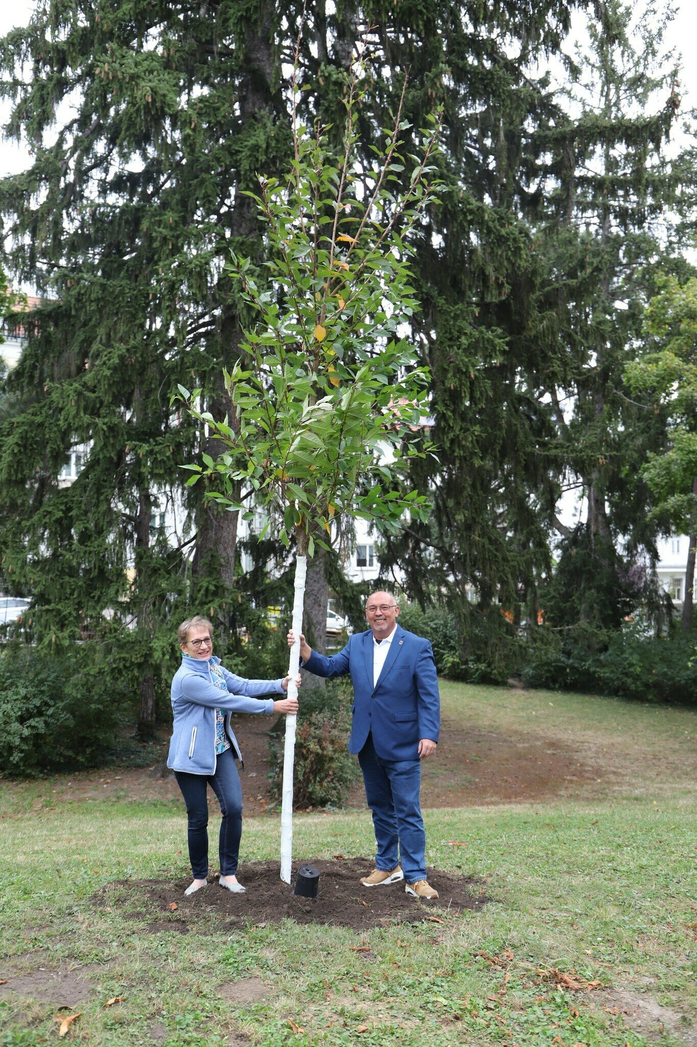 Japanischer Garten: Ein neuer Kirschbaum im Hernalser Fuchu-Park - Hernals