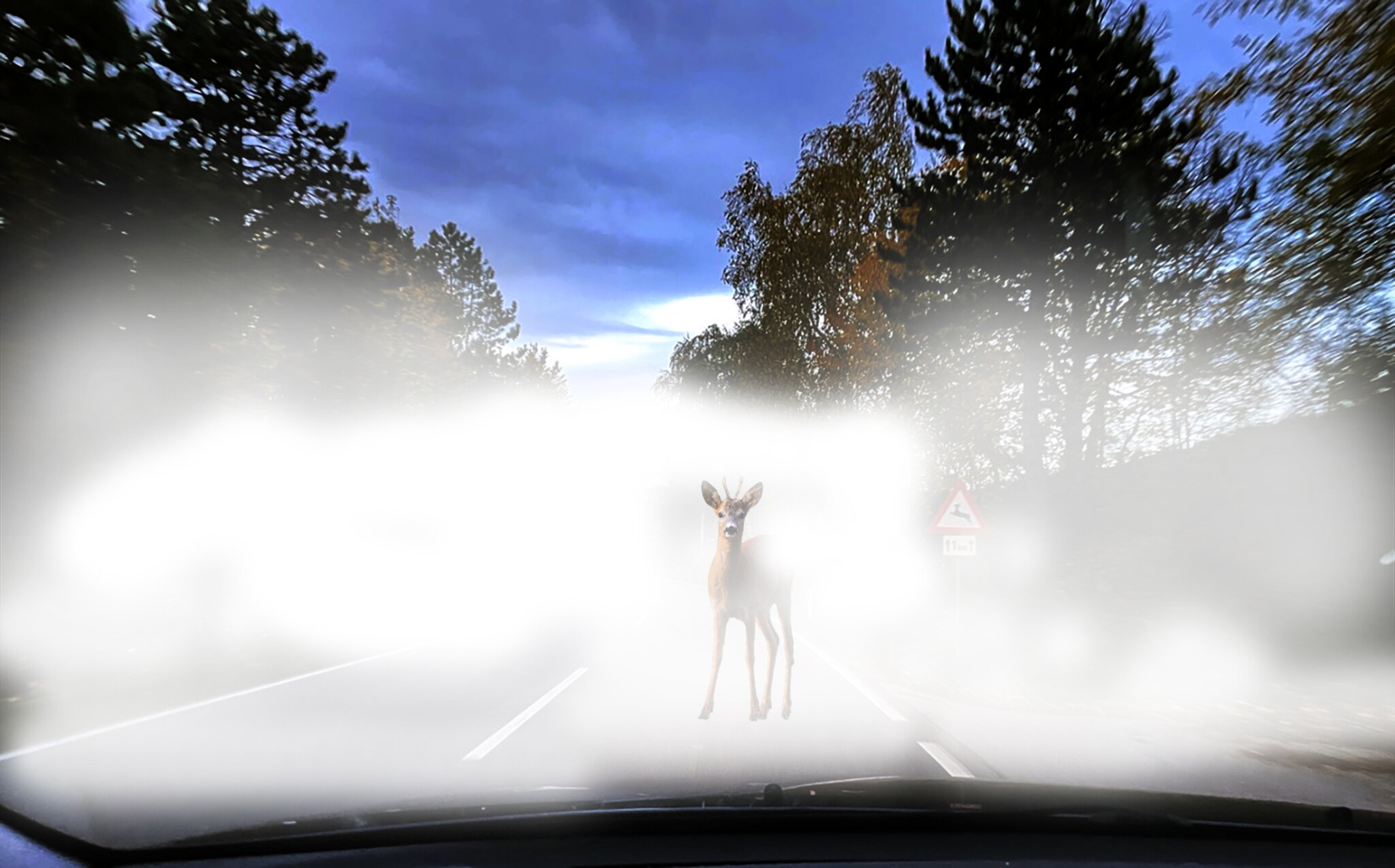 Achtung vor dem Wildwechsel: Wildunfälle bei nebligem Wetter vermeiden ...