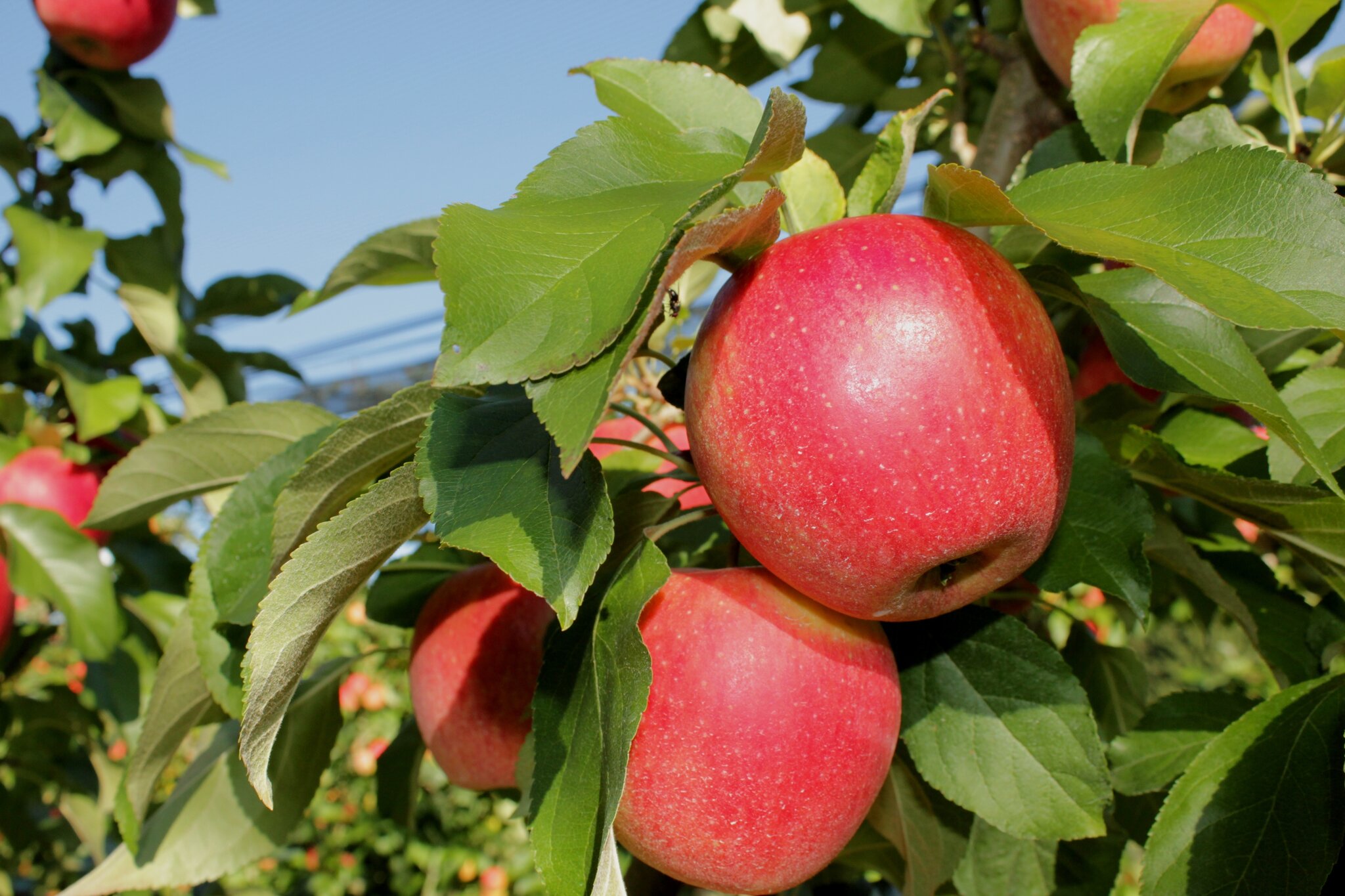 Der Rote Apfel Aus Der Steiermark – HYSK