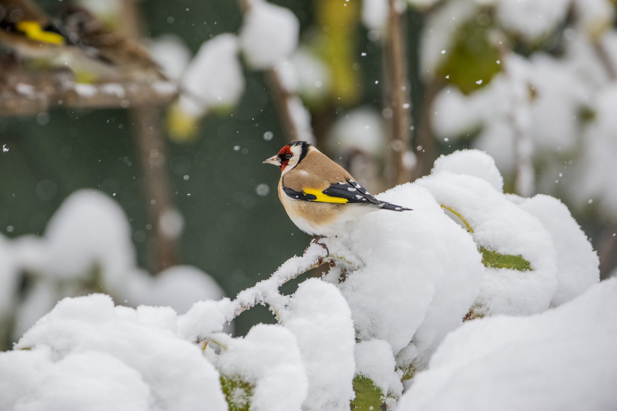 "BirdLife" sammelt Daten seit 15 Jahren: "Zähl mit uns" Wintervögel ...