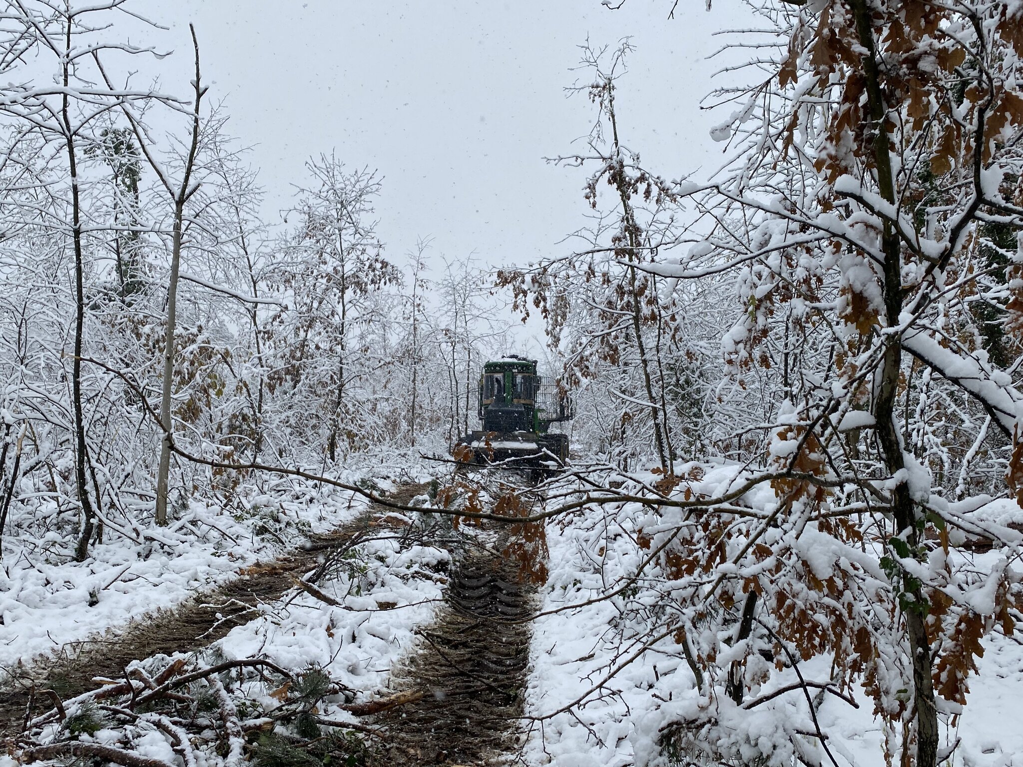 Strasshofer Bürger sind besorgt: Kahlschlag im Althofer Wald - Gänserndorf