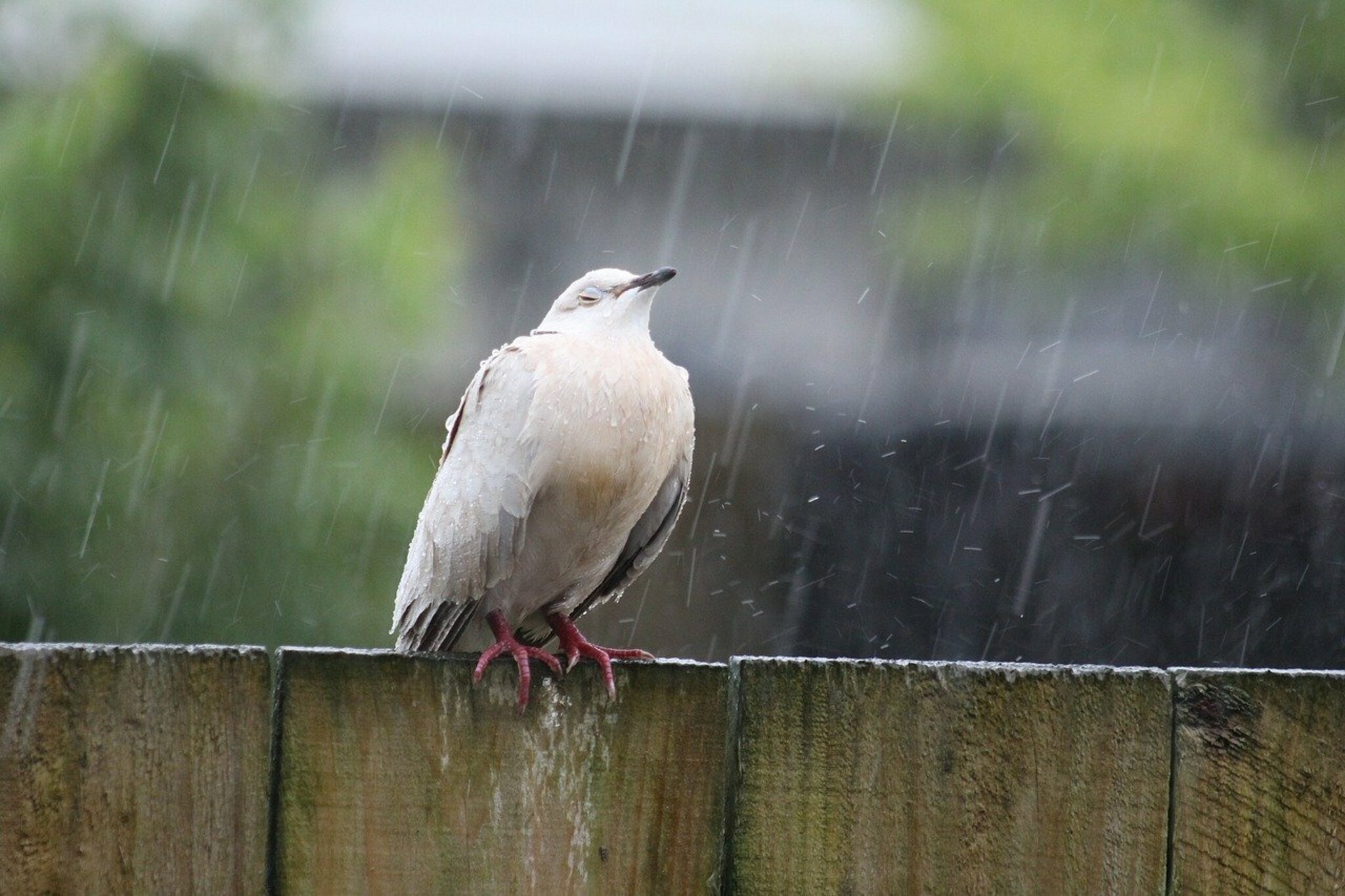 Bewölkt und regnerisch: So wird das Wetter am Samstag im Burgenland ...