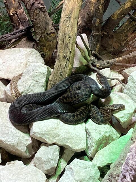 St. Pölten, Haus der Natur: Kreuzotter ist Reptil des Jahres 2024 - St ...