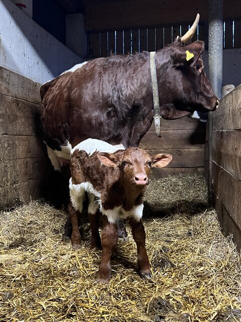 Alpenzoo-Nachwuchs: Zwei Lämmer und ein Stier erblickten das Licht der ...