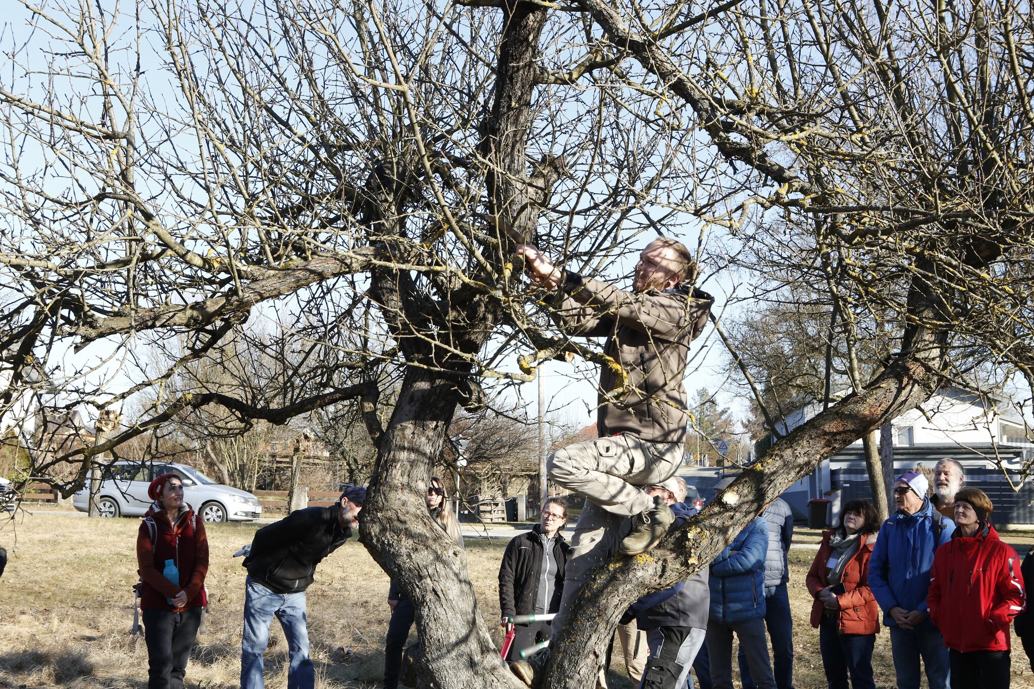 Welgersdorf: Streuobst-Baumschnitt Lehrgang mit Thomas Murlasits - Oberwart