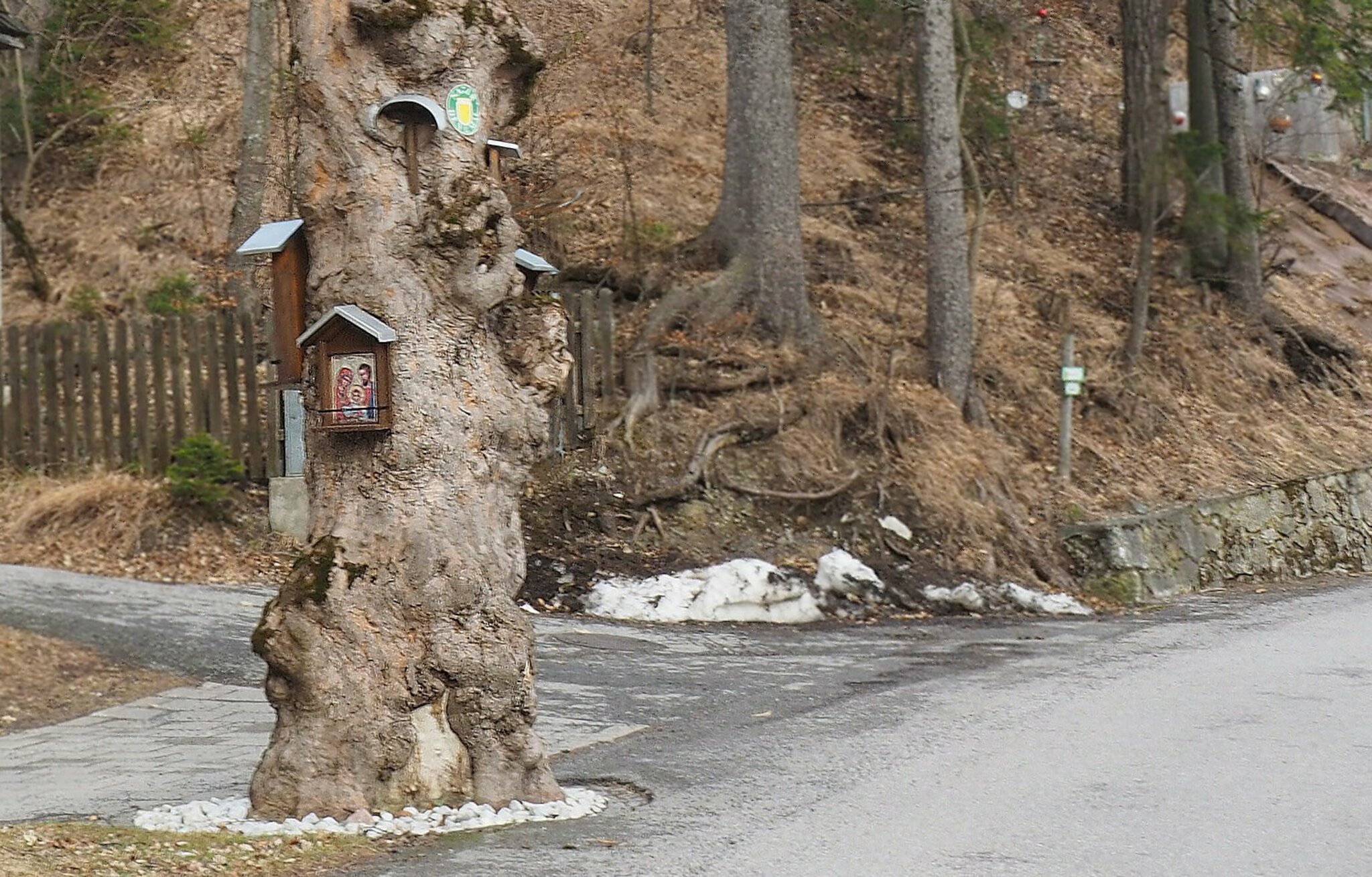 Naturdenkmäler im Bezirk Neunkirchen: Der Bildbaum vom Kurort Semmering ...