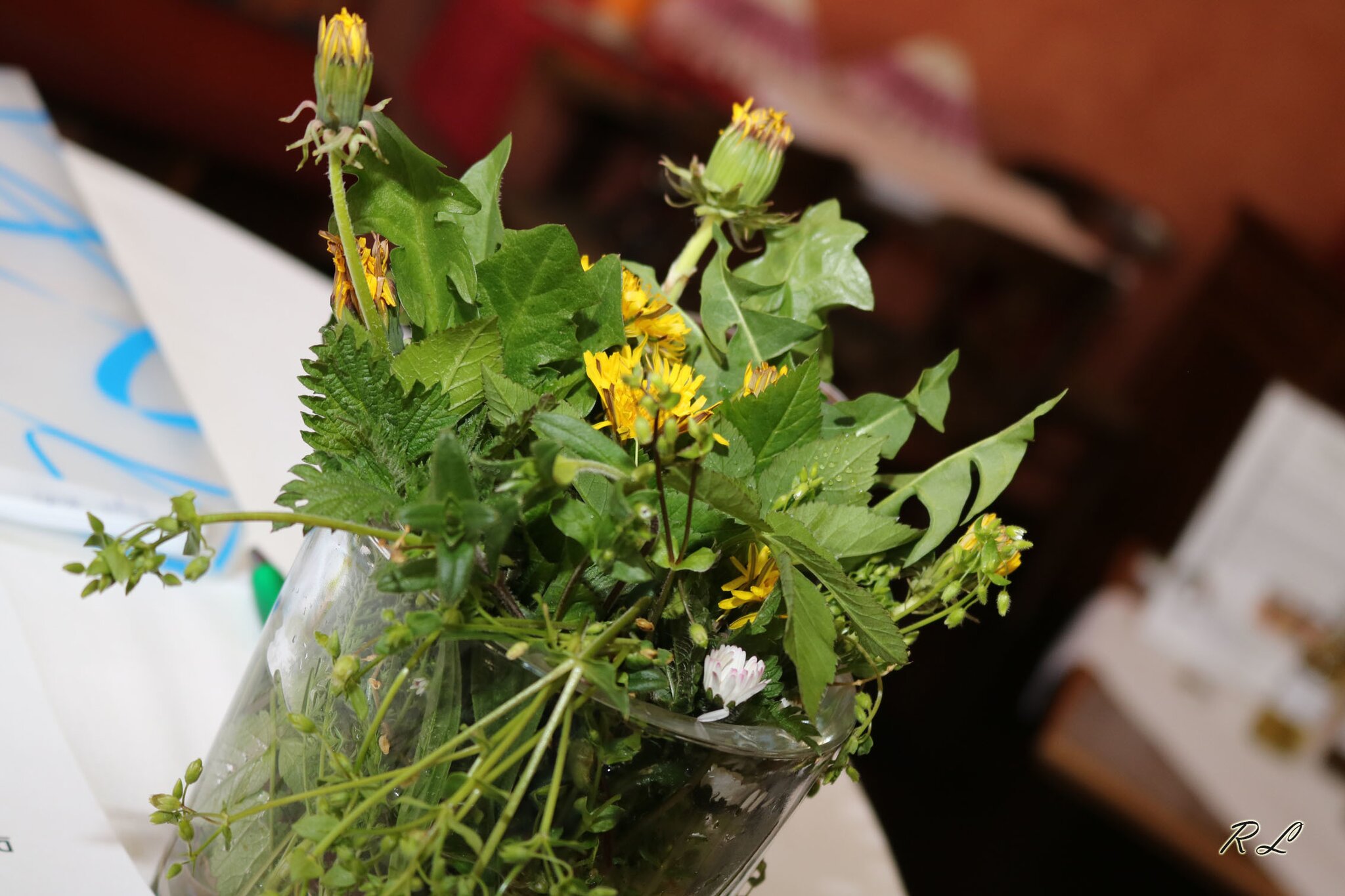 Start in Waldenstein: Frühlings-Kräuterwanderung in der Kleinregion - Gmünd