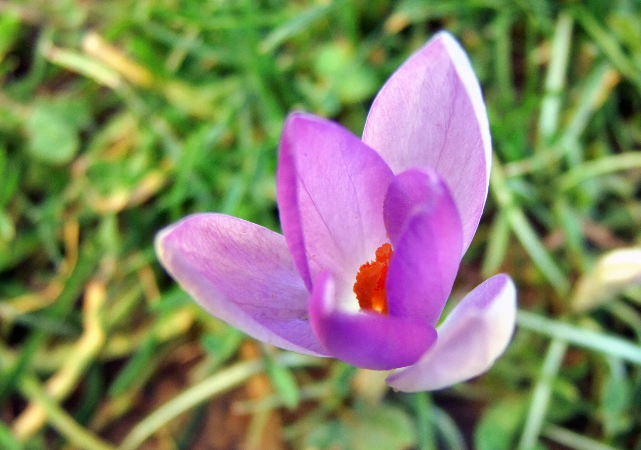 Frühling: Die Natur erwacht - Linz