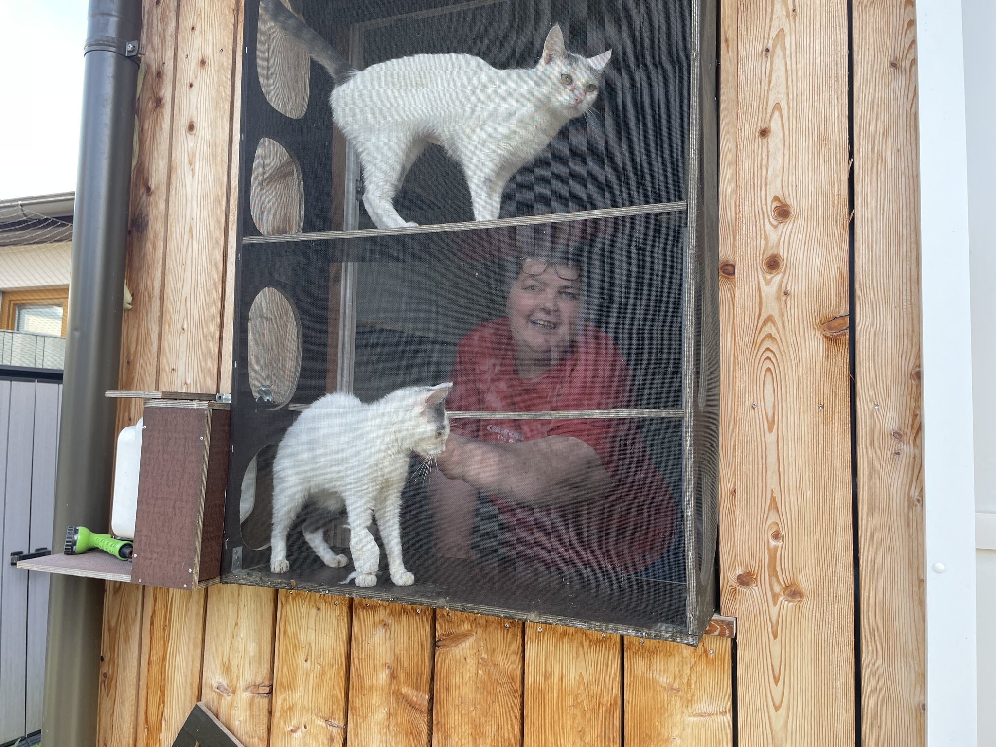"Tierhilfe Cathouse" St. Lorenzen: Katzenhaus für hilflose Samtpfoten - Bruck an der Mur