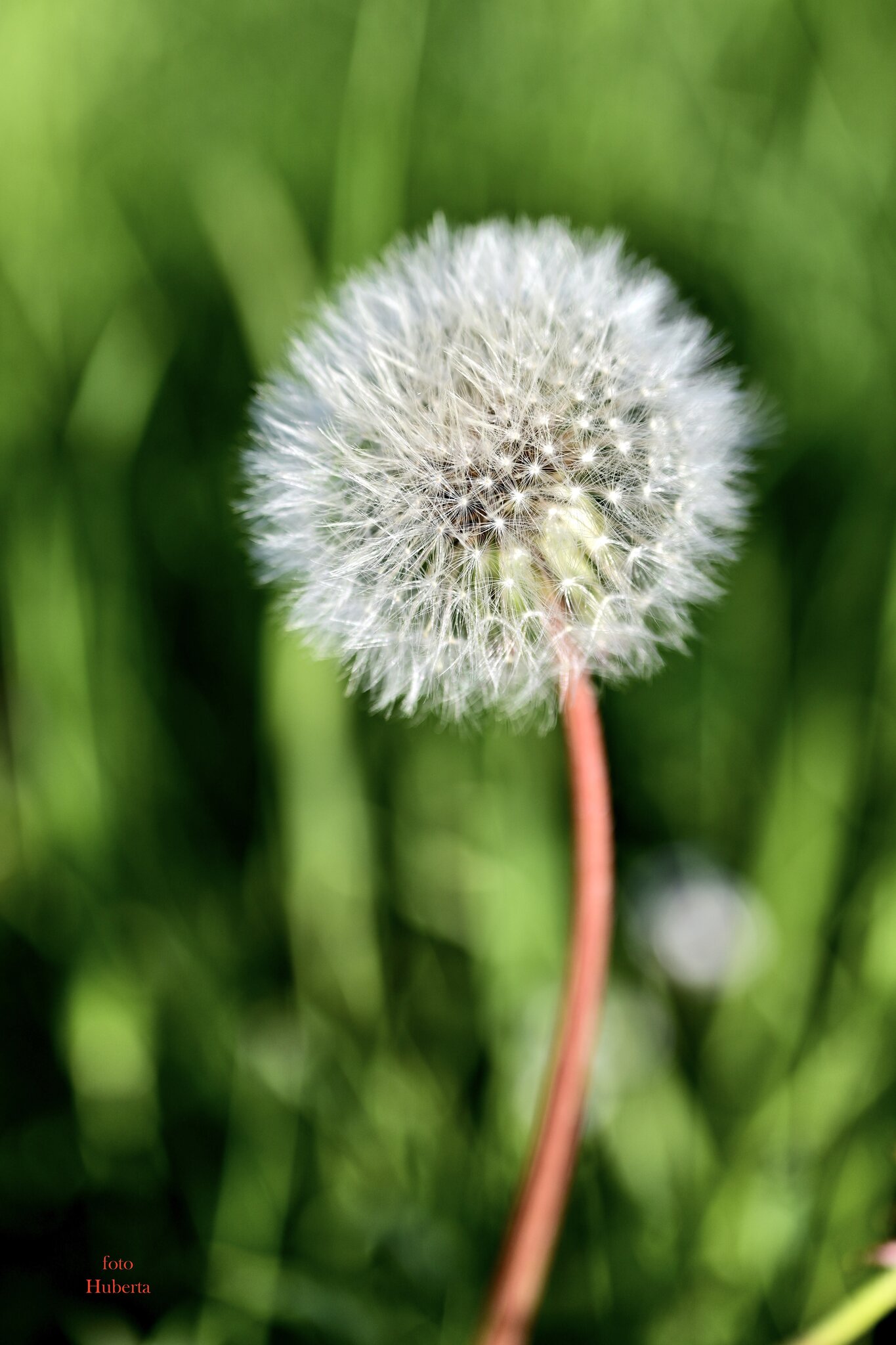 Pusteblume: "Spiel mit dem Wind" - Mürztal