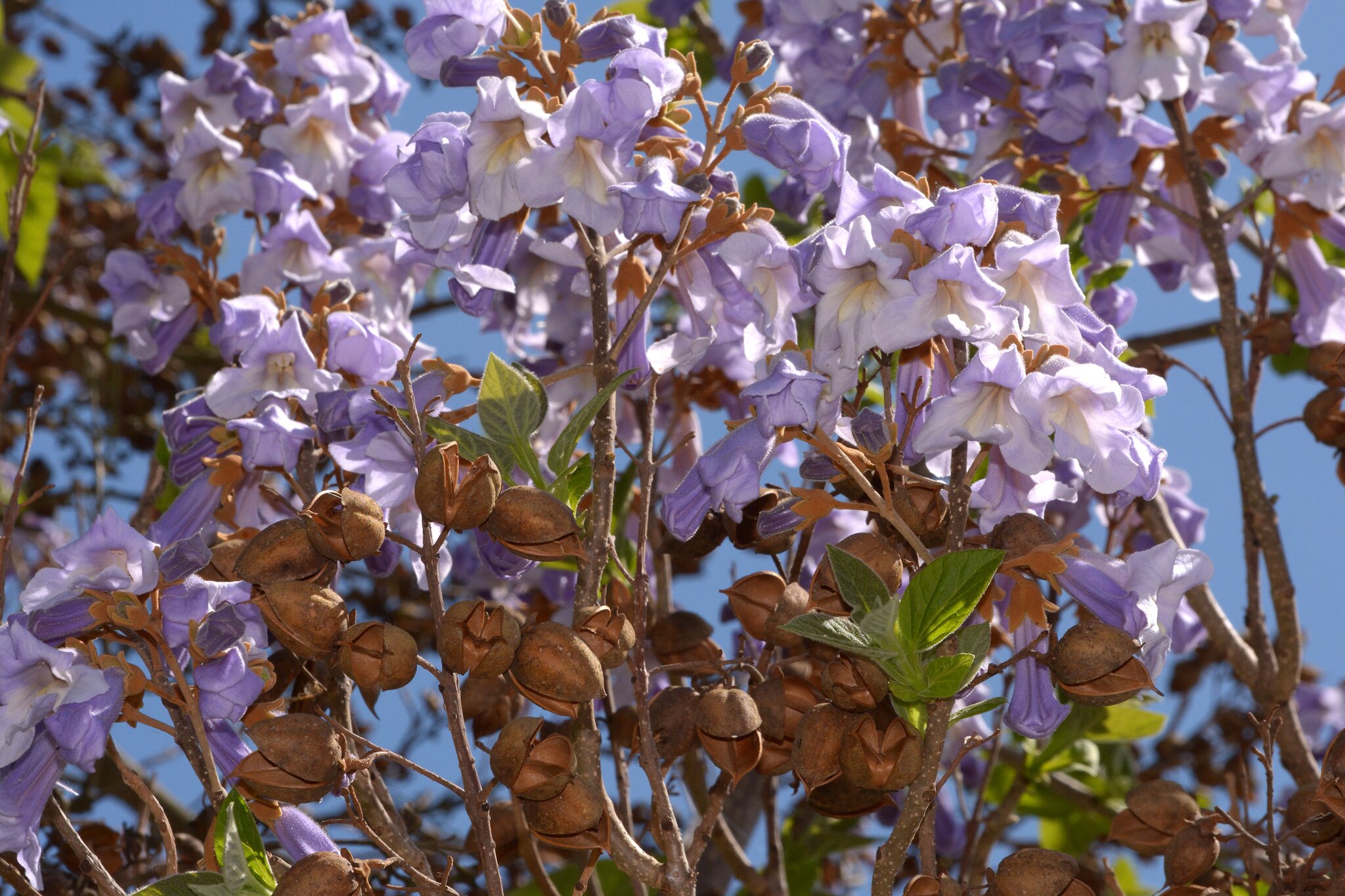 Kaiser- od. Kiribaum, auch Paulownia benannt...!: Der Blauglockenbaum ...