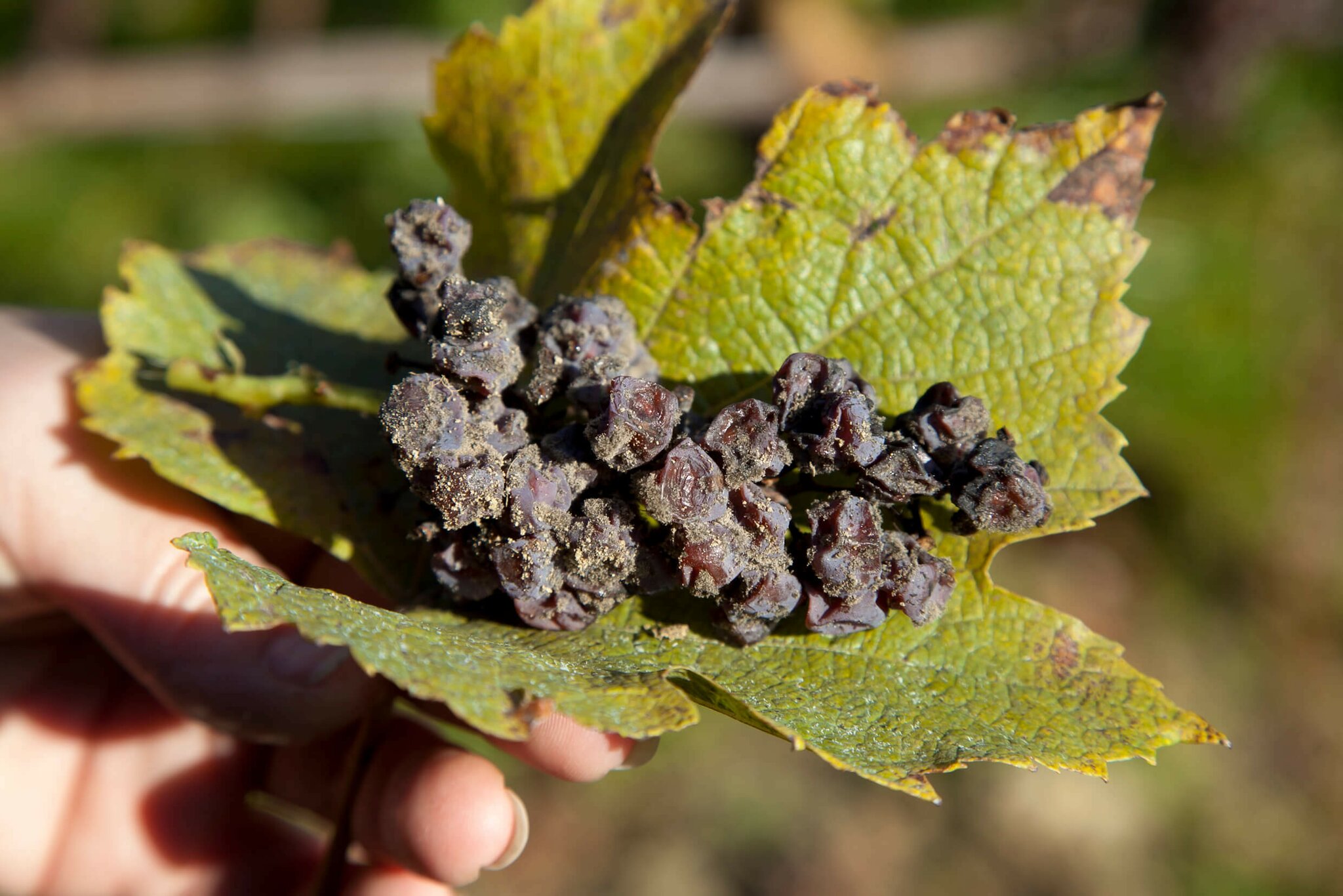 Burgenland: Der Wein "Ruster Ausbruch" bekommt geschützte Bezeichnung ...