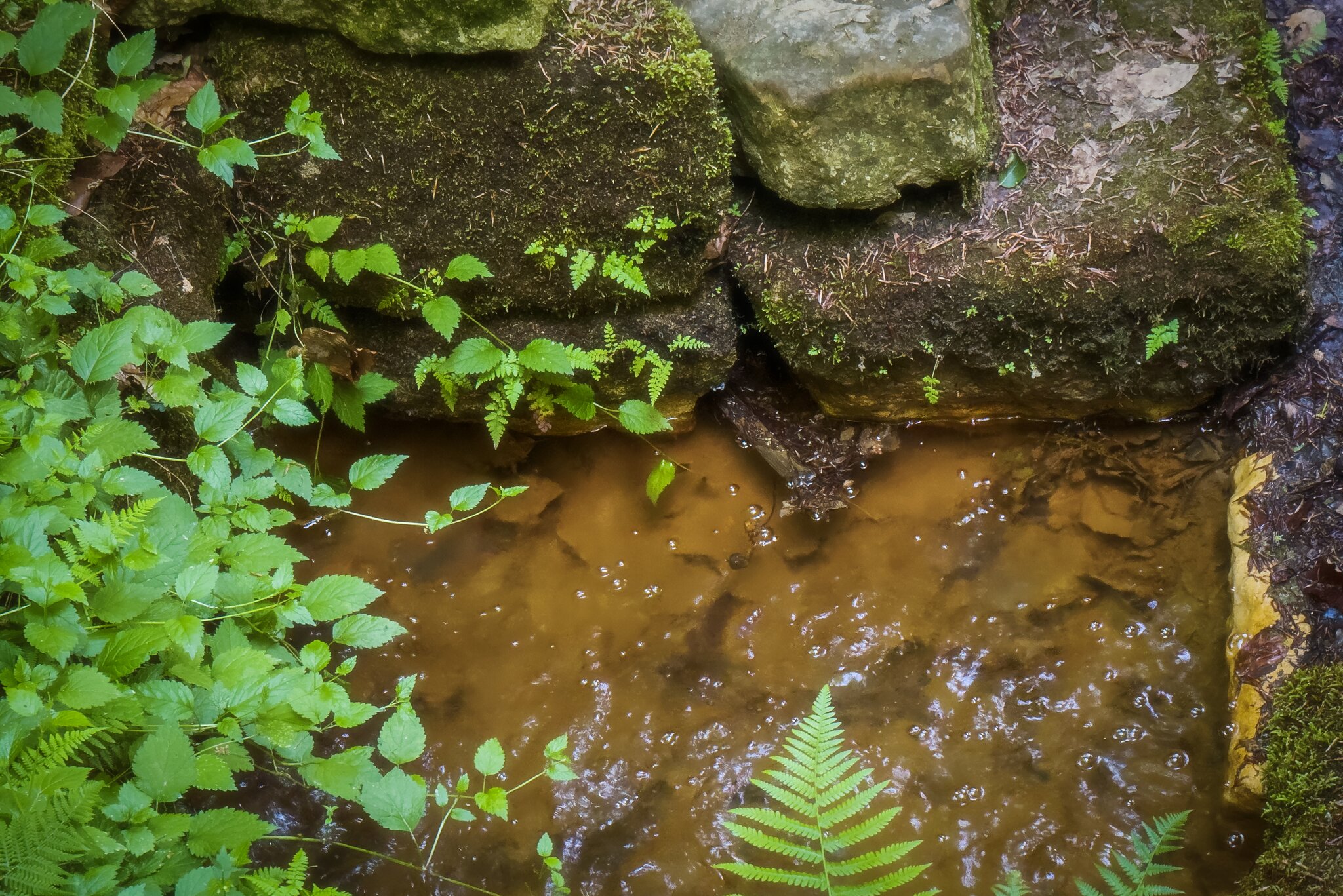 Die einzige Mofette Österreichs: Die Brodlsulz in St. Anna am Aigen ...