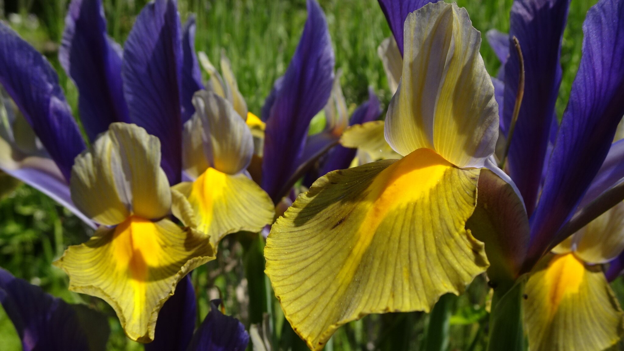 Wunder der Natur – Natur im Garten: Iris, die Blume des Regenbogens in ...