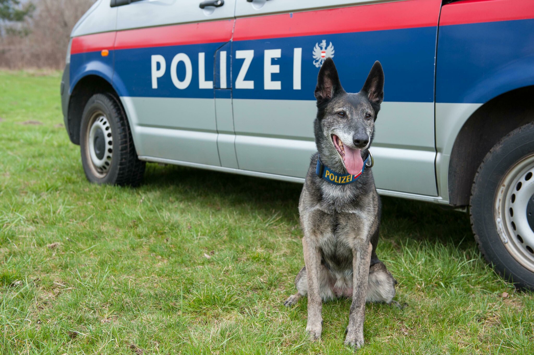 Veranstaltung in Floridsdorf: Polizeihunde zeigen Kindern Wiens ihre ...