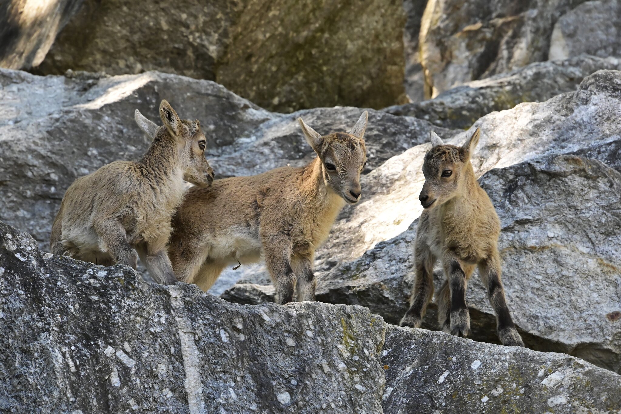 Alpenzoo Innsbruck: Süßer Nachwuchs soweit das Auge reicht - Innsbruck