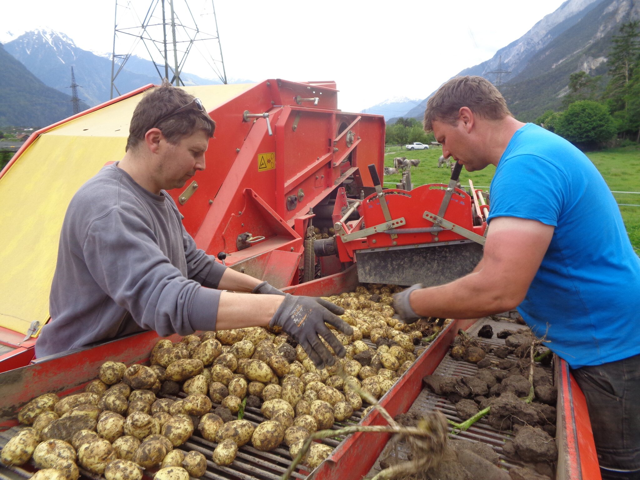 Biohof Glatzl: Erste Frühkartoffeln in Haiming erhältlich - Imst