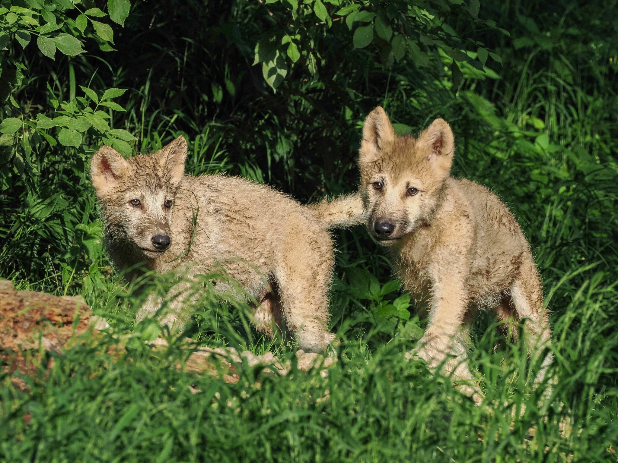 Nach „Versteckspiel“: Polarwolf-Nachwuchs erscheint auf der Bildfläche ...
