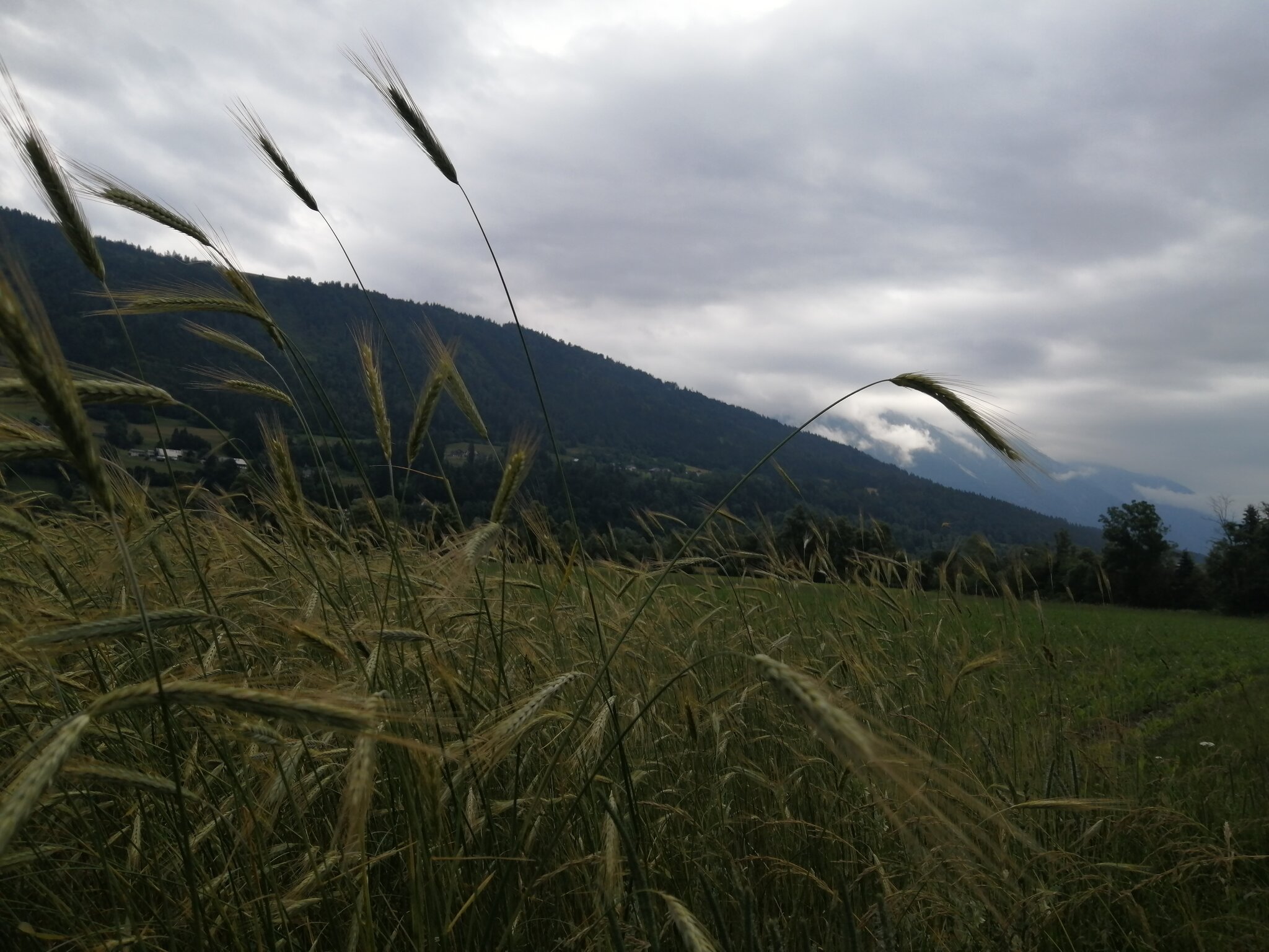 Ein Bett im Kornfeld.. - Gailtal